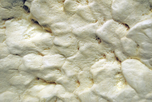 Excell Mycelium Kit – REFLOW